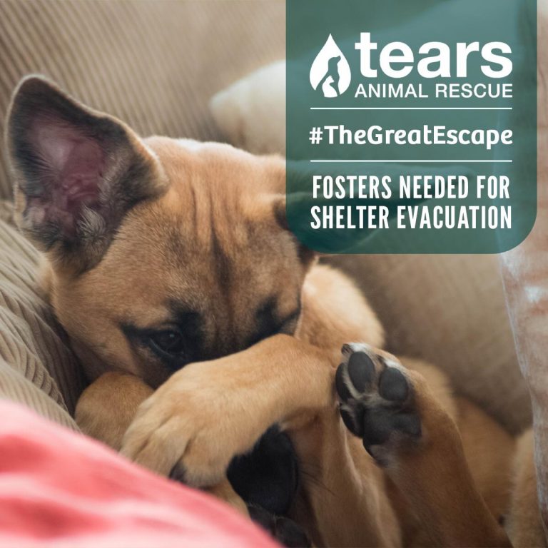 Tears lets the dogs out in lockdown emergency temporary rehoming | The ...