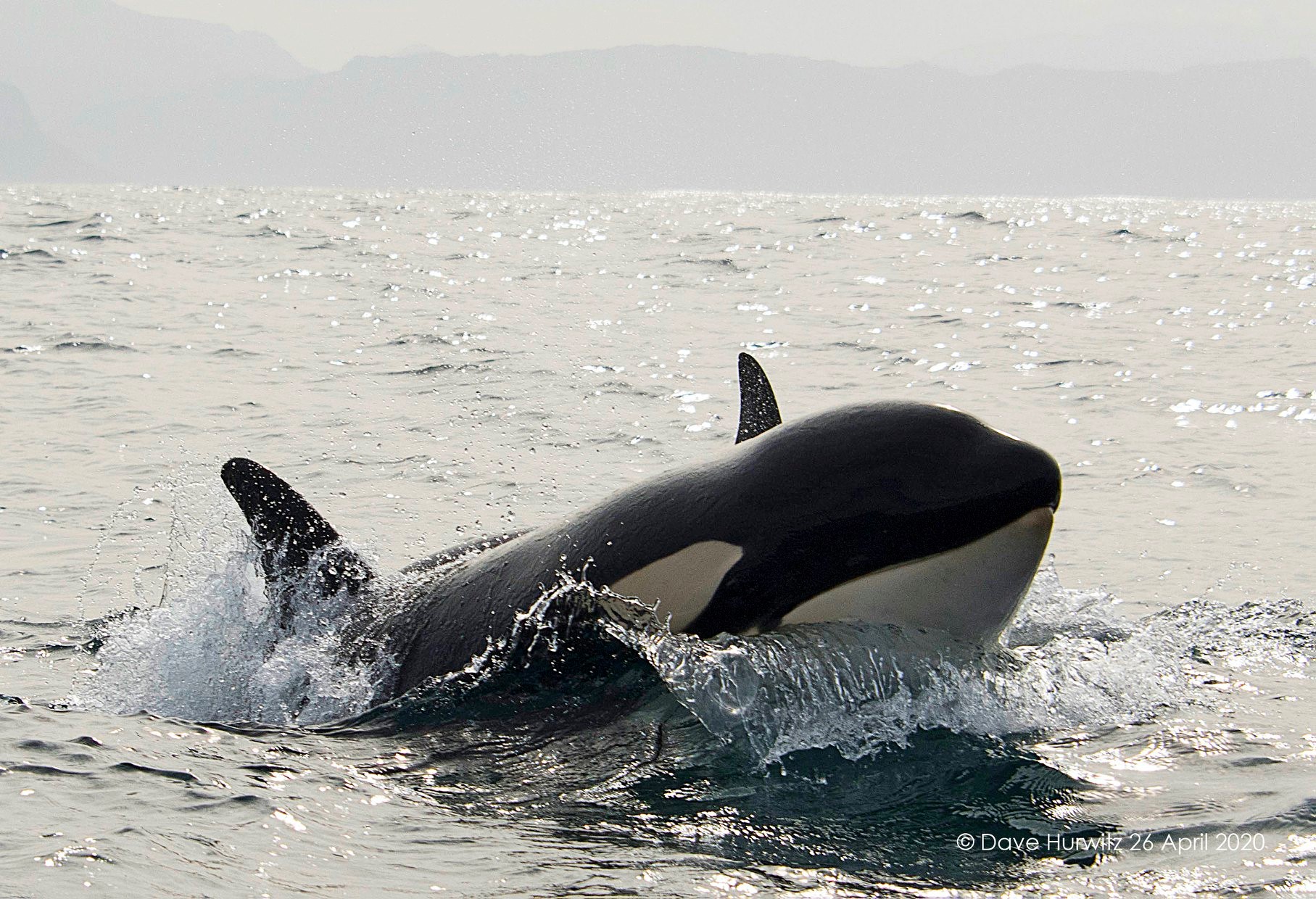 IN PICS: Orcas found frolicking in False Bay | The Citizen