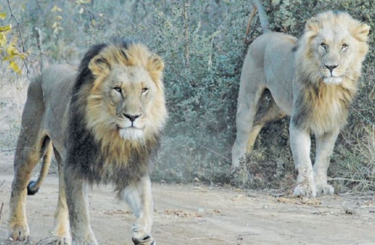 Conservationist West Mathewson killed by his lions | The Citizen