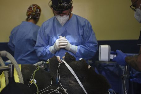 Joburg Zoo's gorilla undergoes surgery | The Citizen