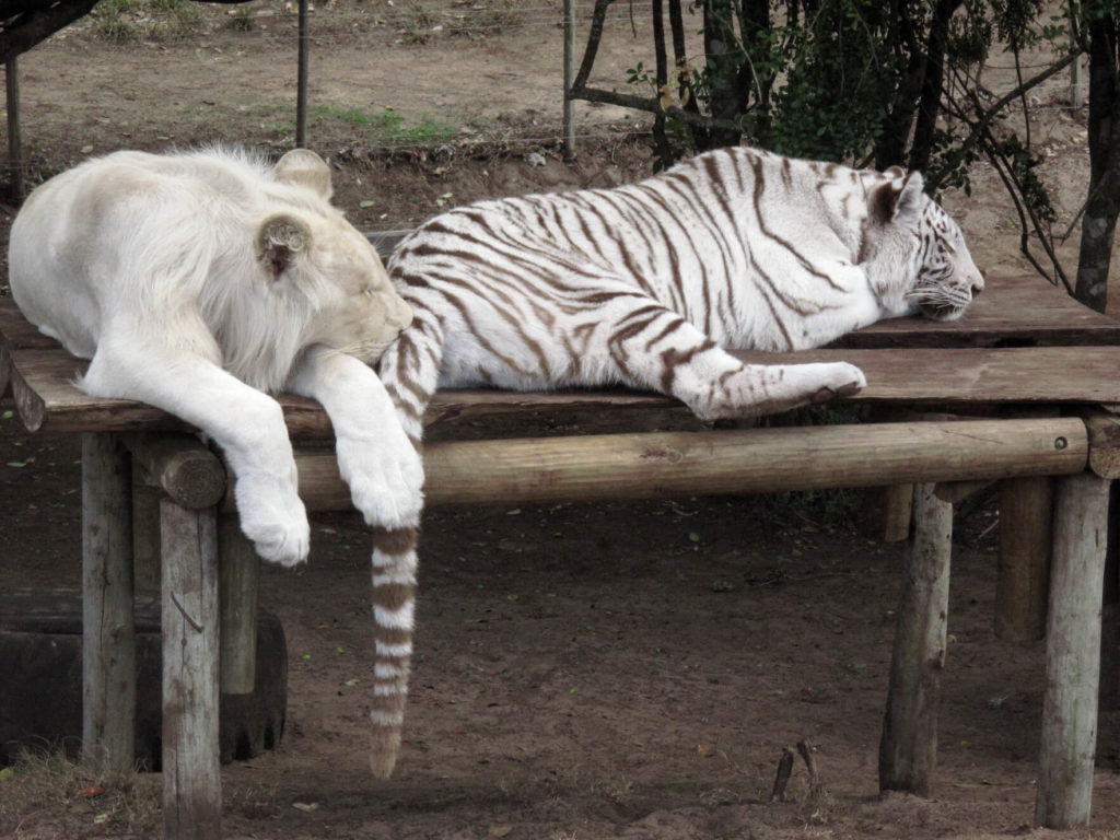 Miracle cures and bling - How SA is killing the world’s last living ...