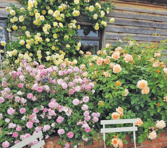 Espaliering: The glory of trained roses | The Citizen