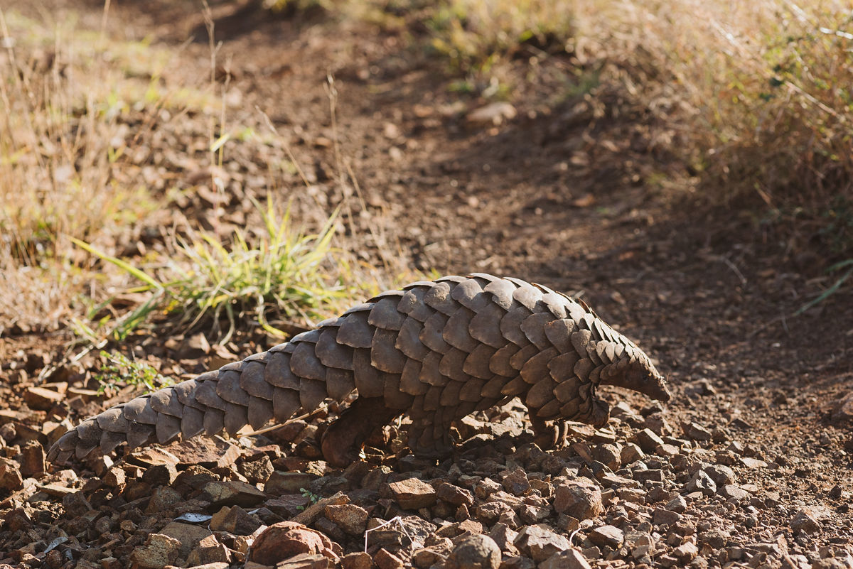 WATCH: Prehistoric pangolins roam KZN again - for the first time in 70 ...