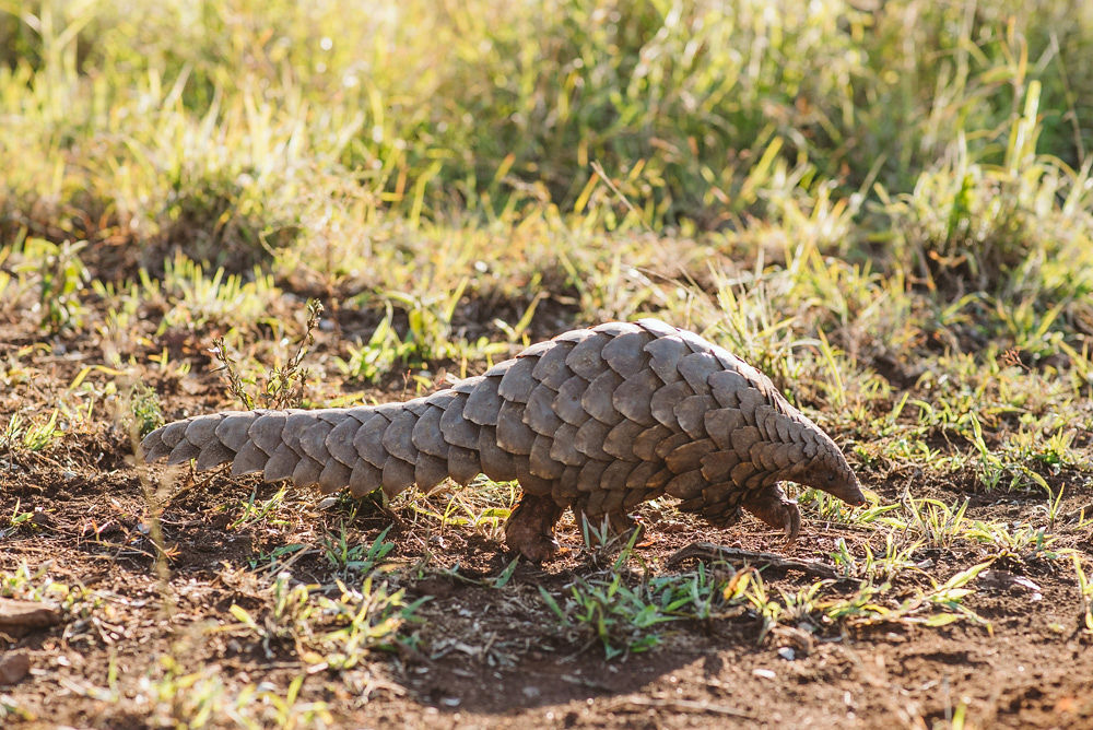 WATCH: Prehistoric pangolins roam KZN again - for the first time in 70 ...