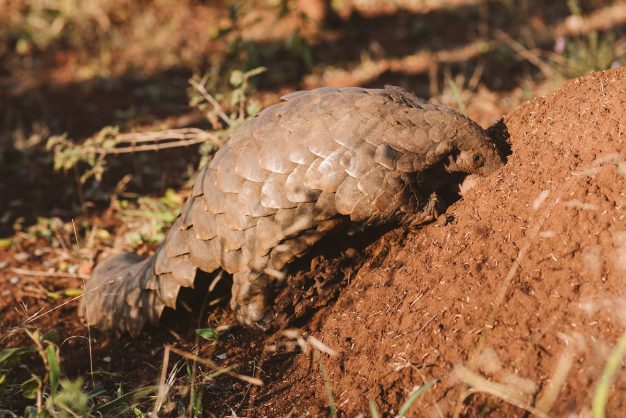WATCH: Prehistoric pangolins roam KZN again - for the first time in 70 ...