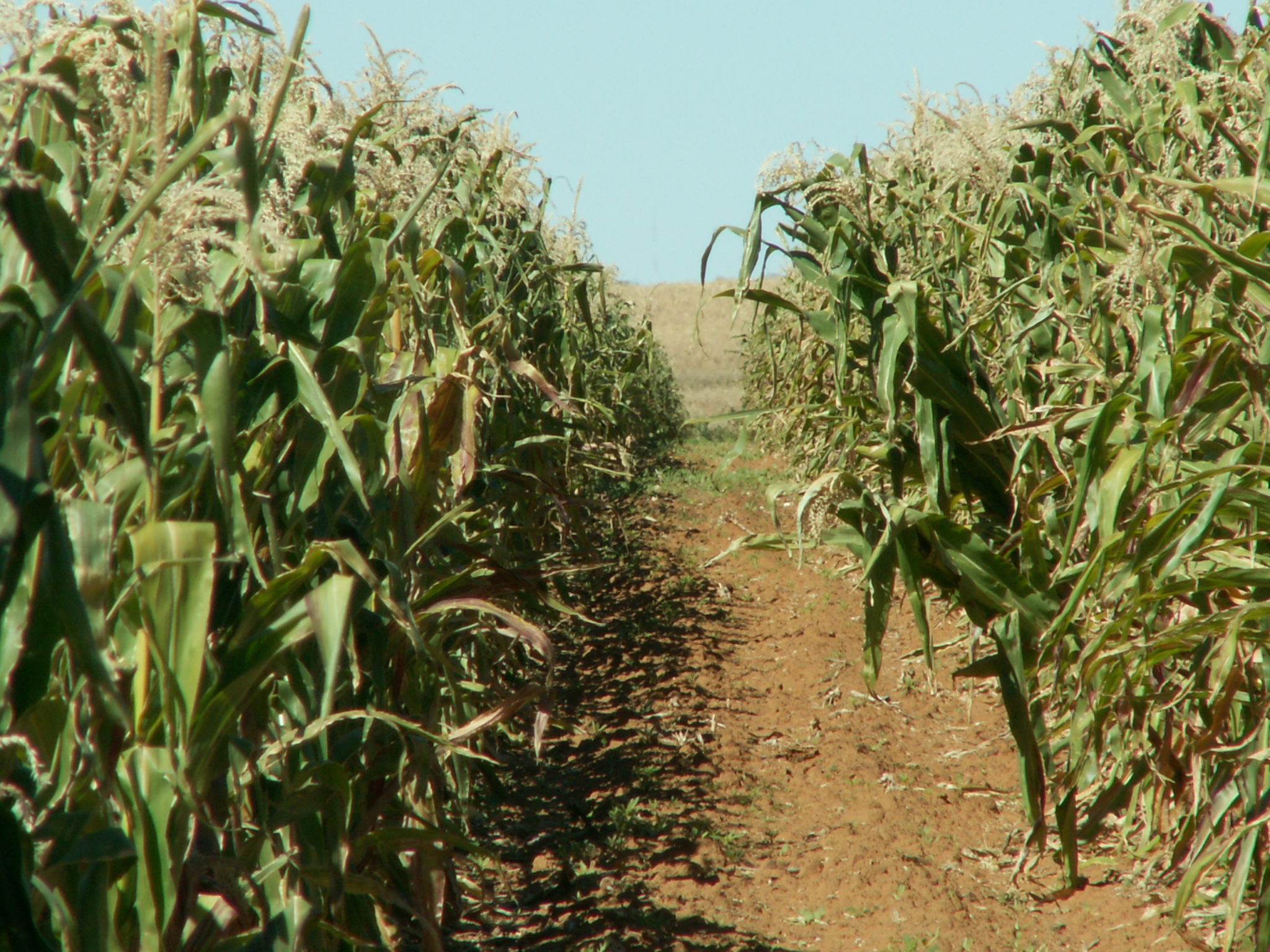 Tafelkop farmers get major land ownership boon | The Citizen