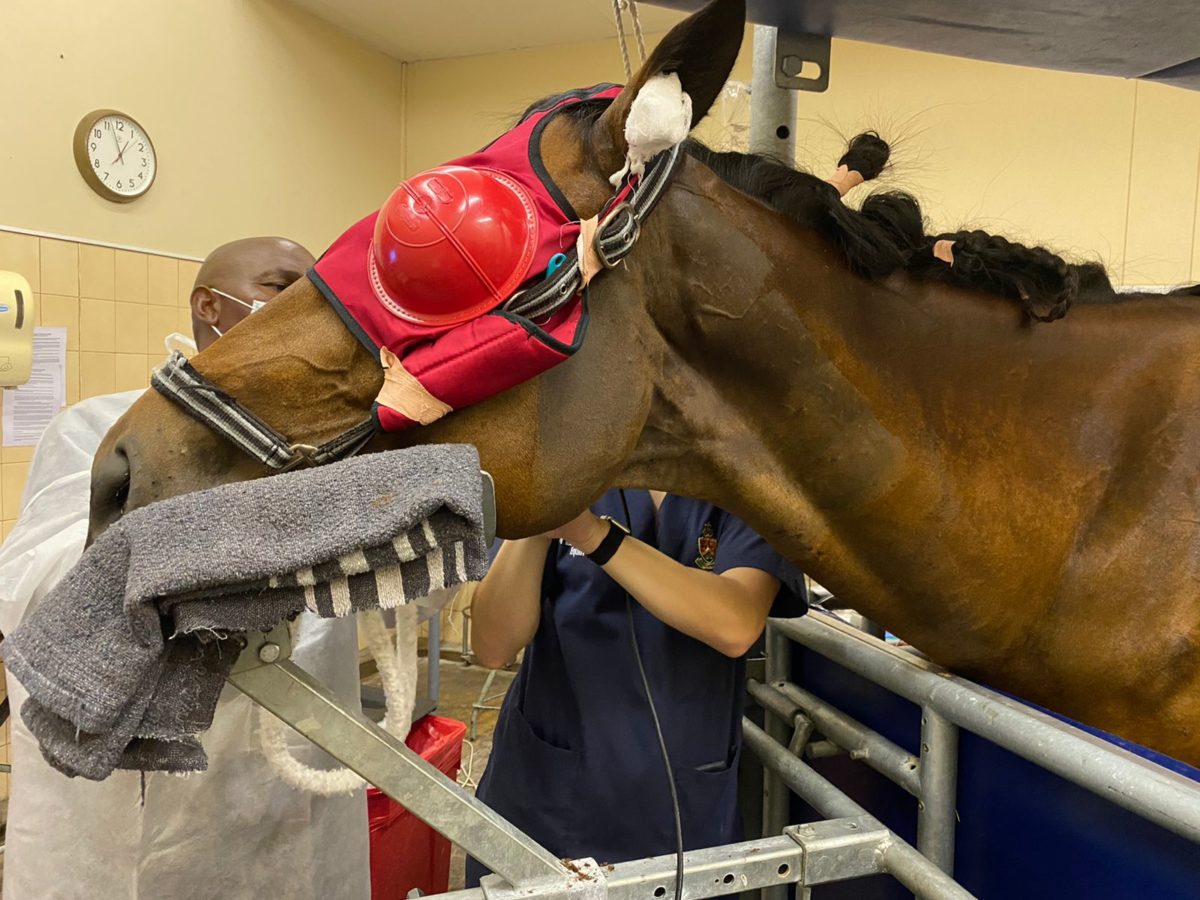 Vets perform groundbreaking surgery on 'roaring' horse | The Citizen