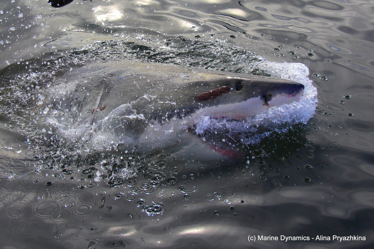 Largest great white shark ever tagged in Gansbaai | The Citizen