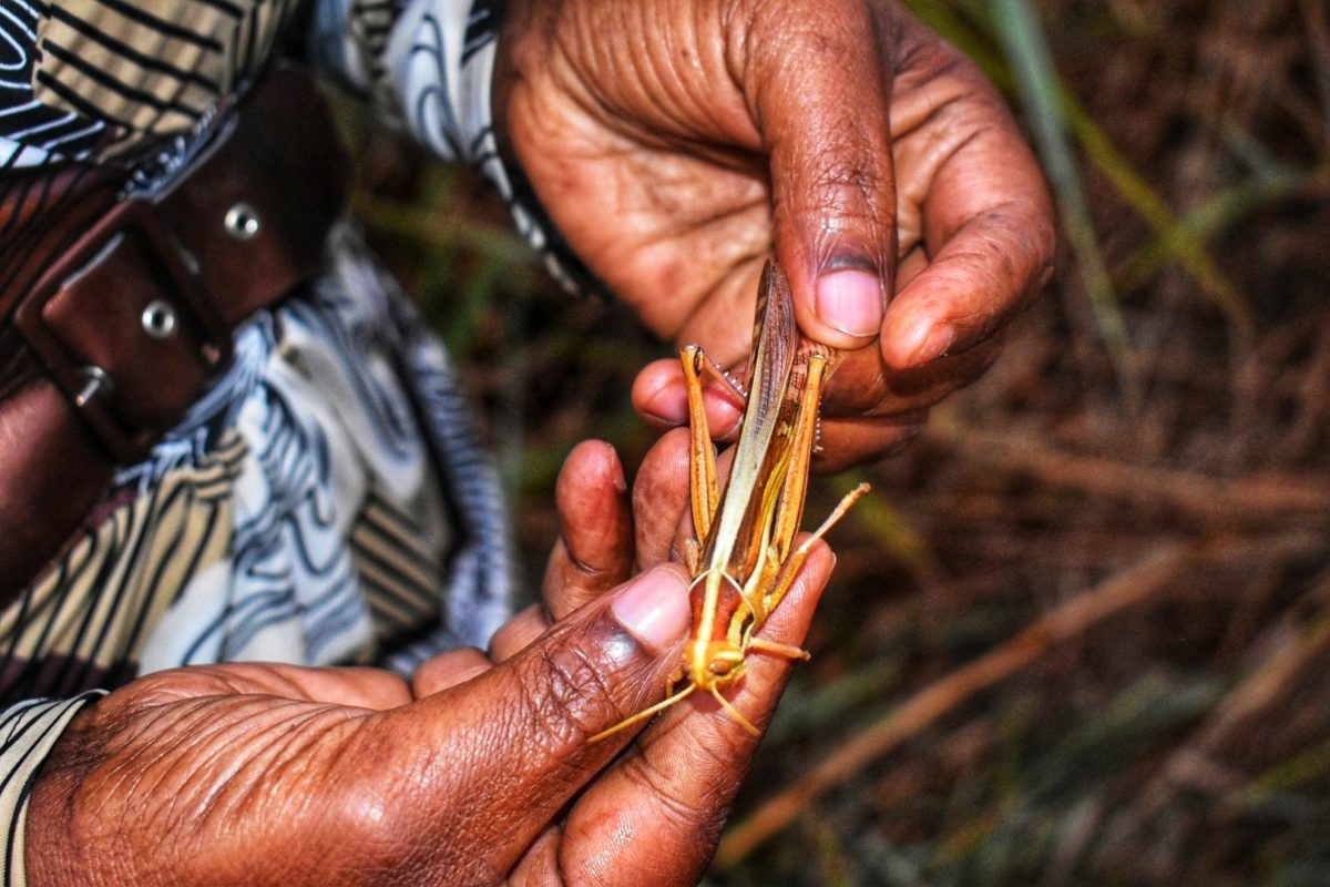 PICS: Namibian farmers battle clouds of locusts | The Citizen