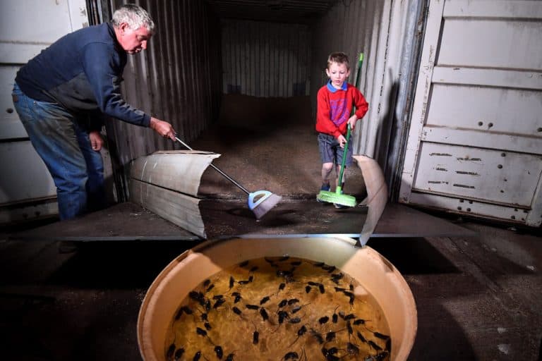 PICS: Devastating mouse plague overwhelms farmers in Australia