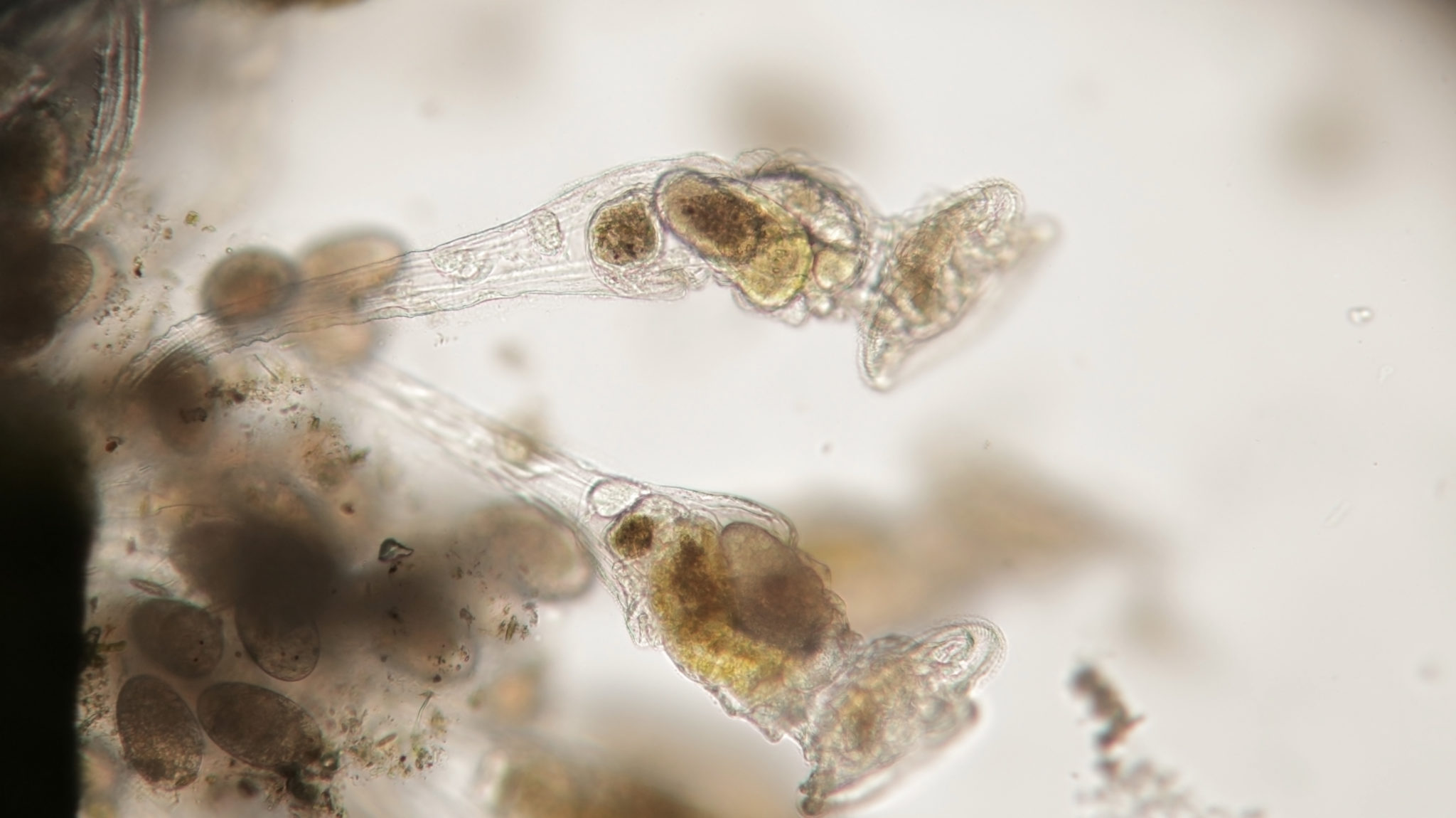 Microscopic animal survives 24 000 years in permafrost | The Citizen