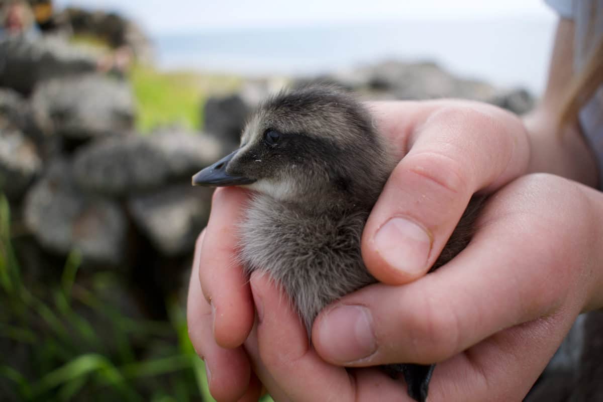 WATCH: Iceland - home to the world's most expensive feather treasure