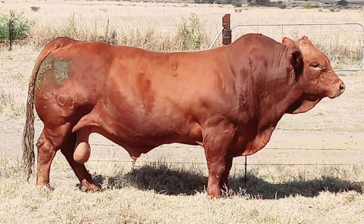 'Highest amount ever paid' - Beefmaster bull sold for R1.1 million ...