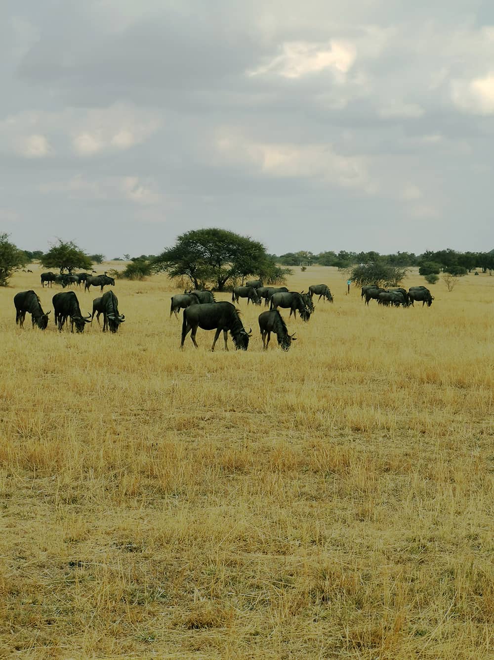 A weekend beaten around the bush at Zebula Lodge | The Citizen