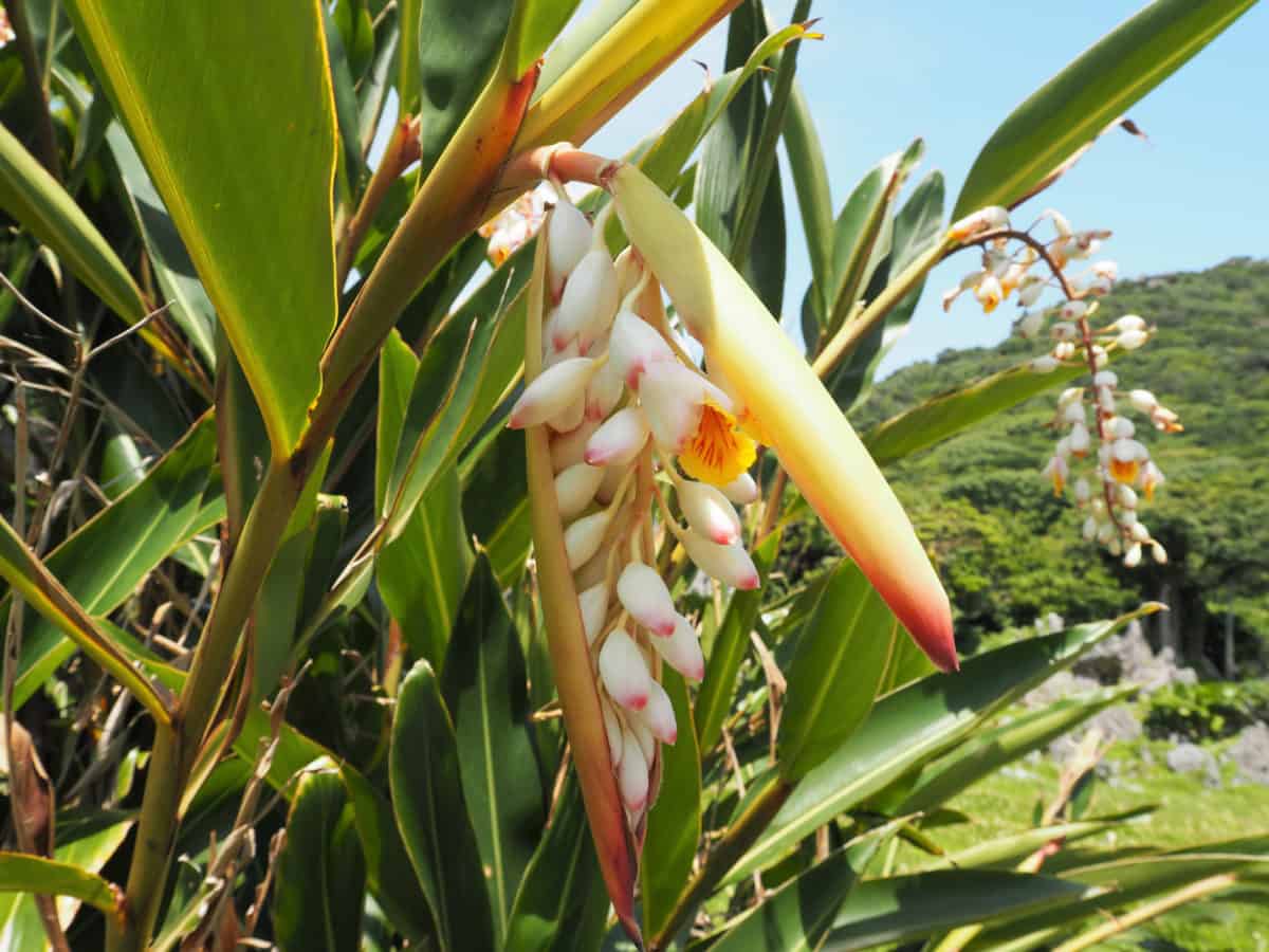 Beauty ingredient of the week: shell ginger | The Citizen