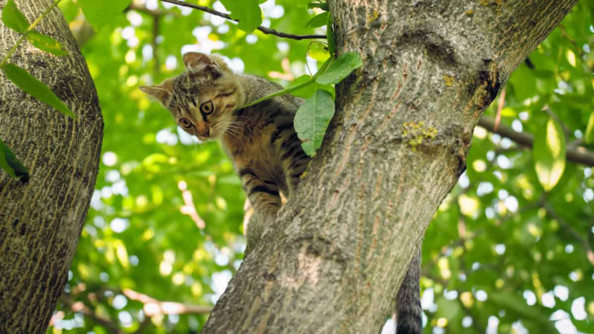 Woman injured after falling from tree trying to rescue cat | The Citizen