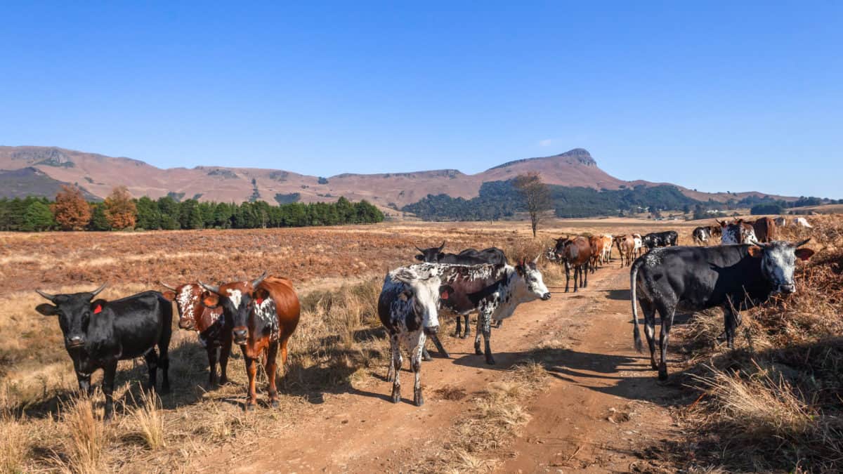 Free State farmers accuse Saps of economic sabotage