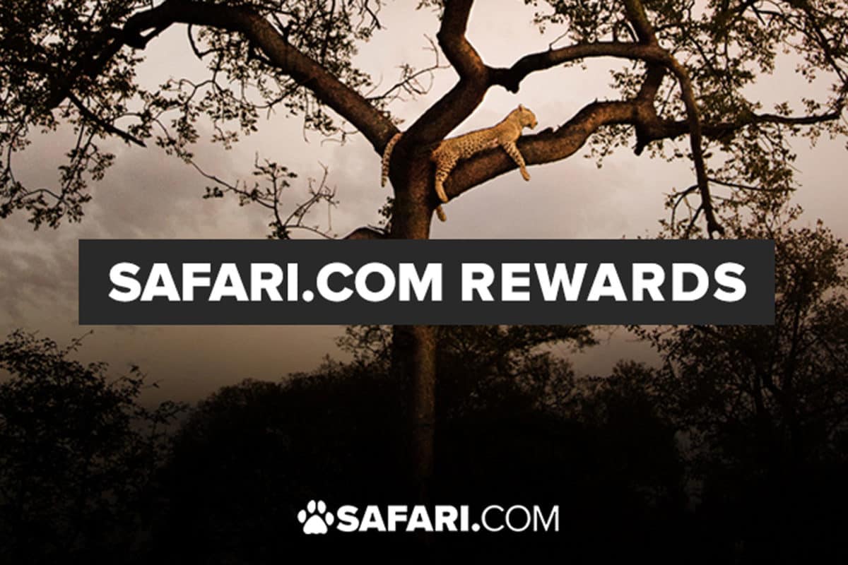 Get cash back with Safari.com's rewards loyalty program | The Citizen
