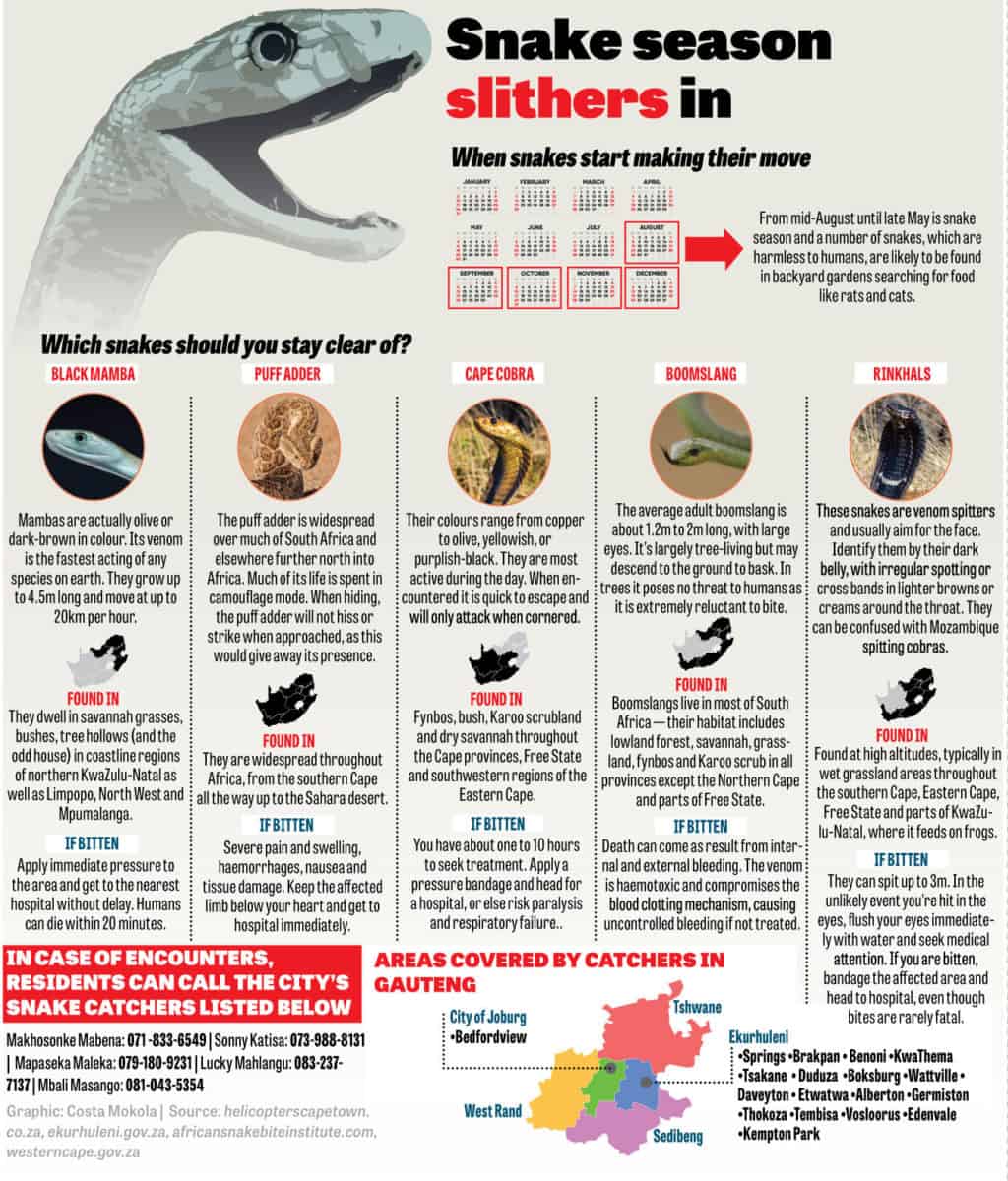 Snake season is here. Here are the kinds to beware of this spring