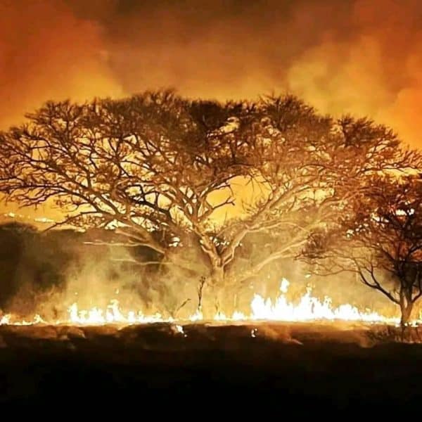 PICS: 43,000 hectares destroyed as Kimberley fire spreads to Free State