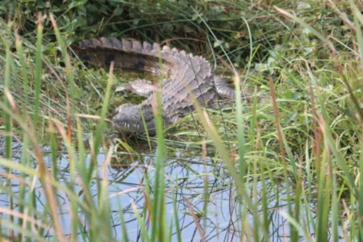 Lake Mzingazi wildlife 'covered in human faeces and toilet paper', says ...