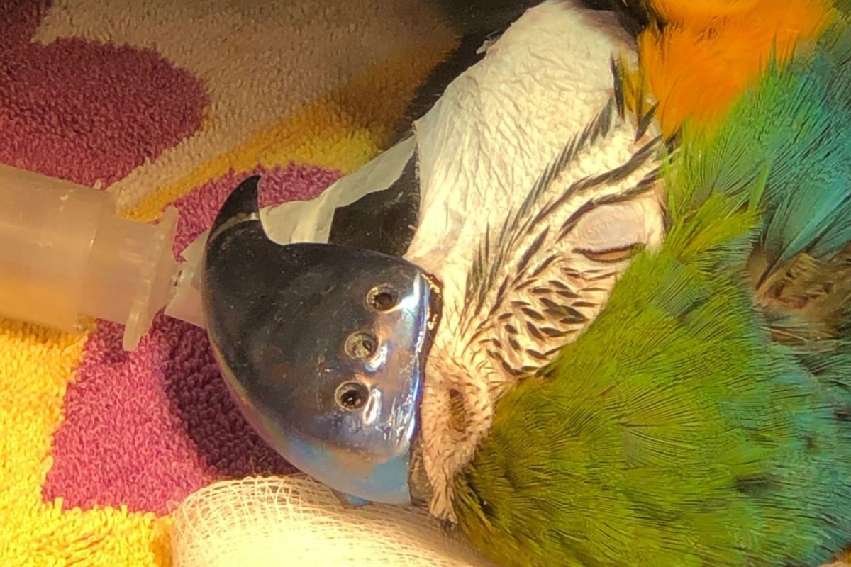 PICS: Macaw living his best life after groundbreaking beak surgery
