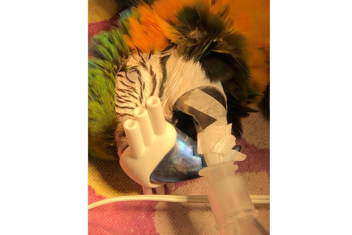 PICS: Macaw living his best life after groundbreaking beak surgery