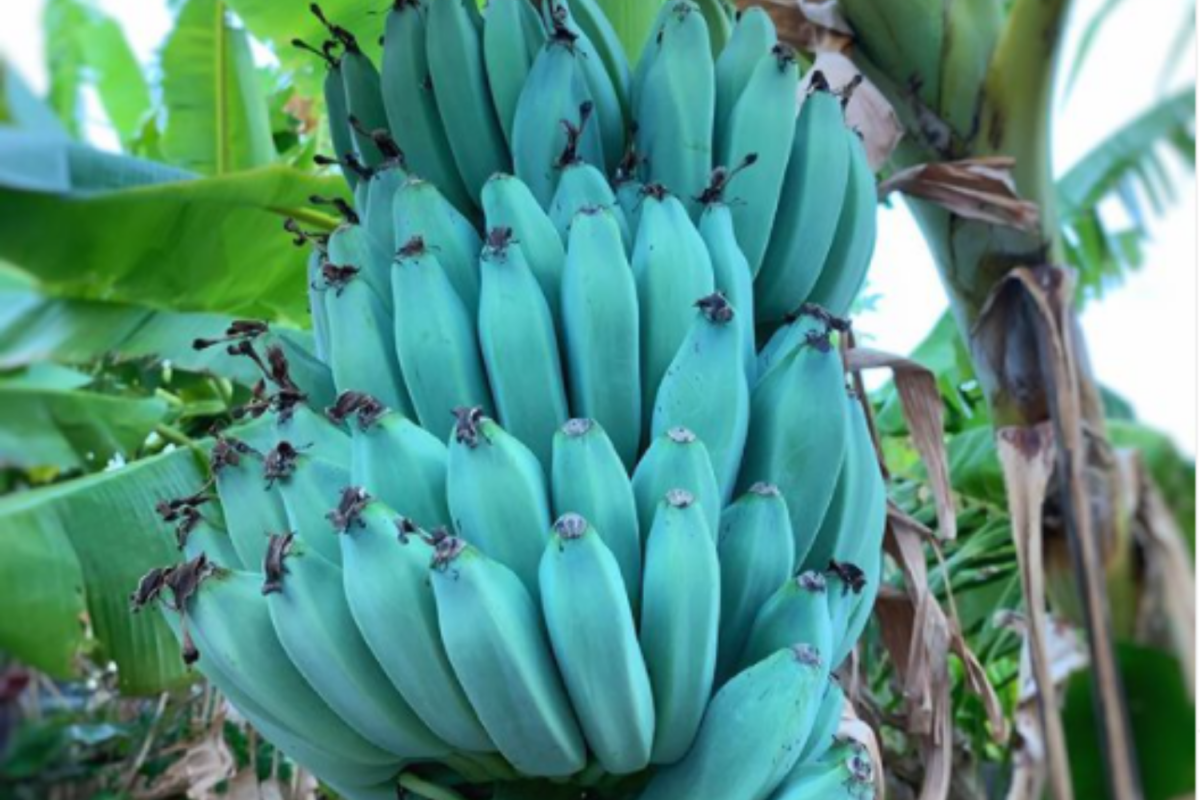 Blue bananas? How blue is making its way onto the menu | The Citizen