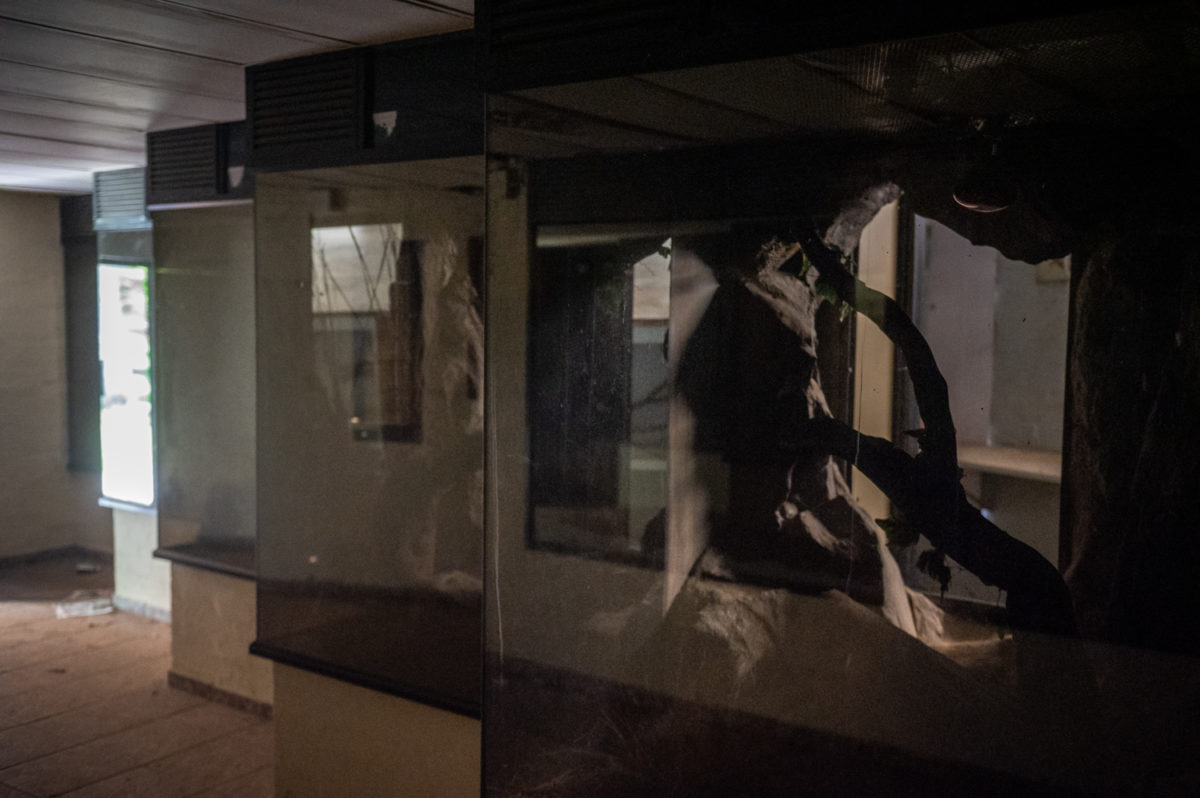 Bloemfontein Zoo animals - some thriving, some dead, some mysteriously ...
