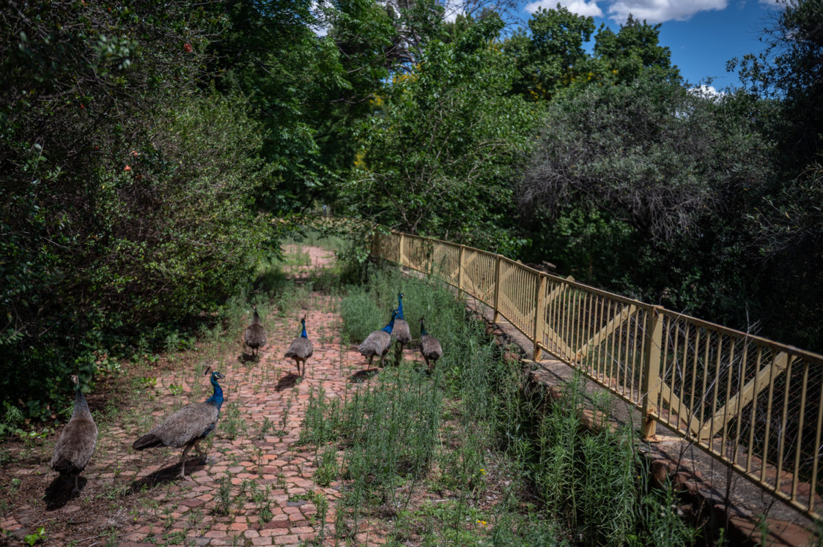 Bloemfontein Zoo animals - some thriving, some dead, some mysteriously ...