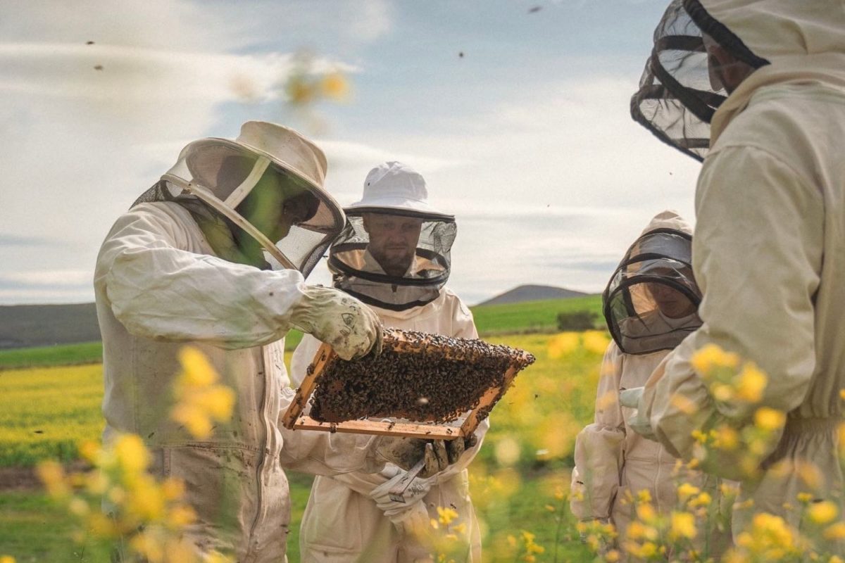 Visit these honey farms to teach your kids about bees