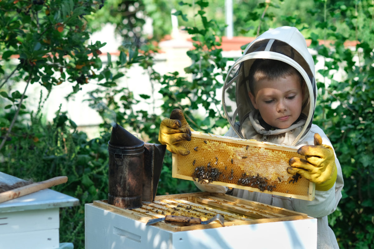 Visit these honey farms to teach your kids about bees