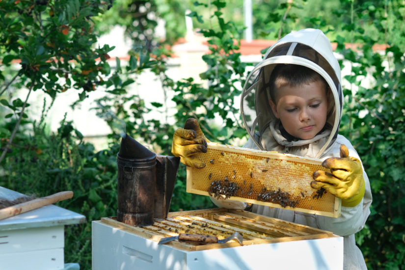 Visit these honey farms to teach your kids about bees