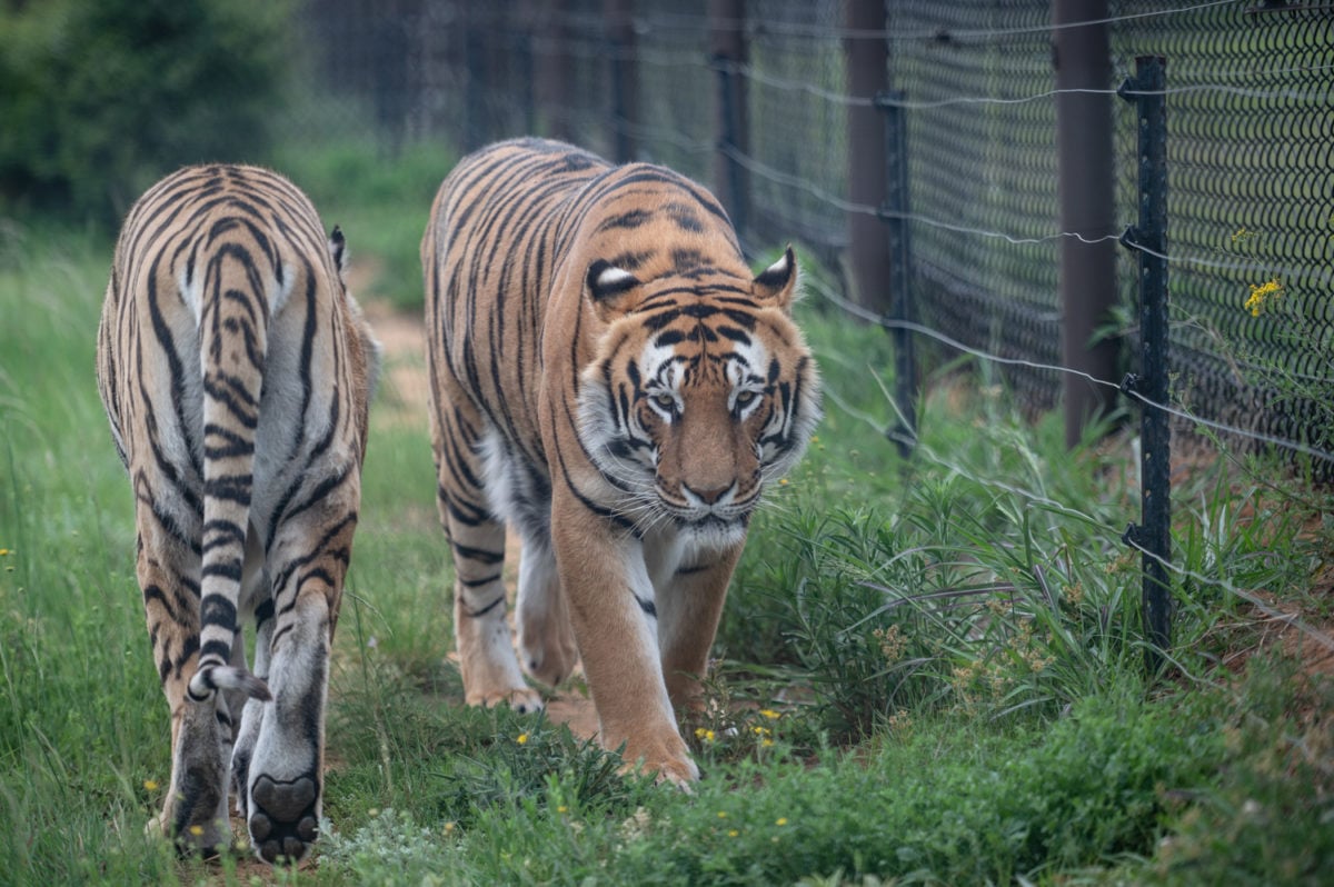 Bloemfontein Zoo animals - some thriving, some dead, some mysteriously ...