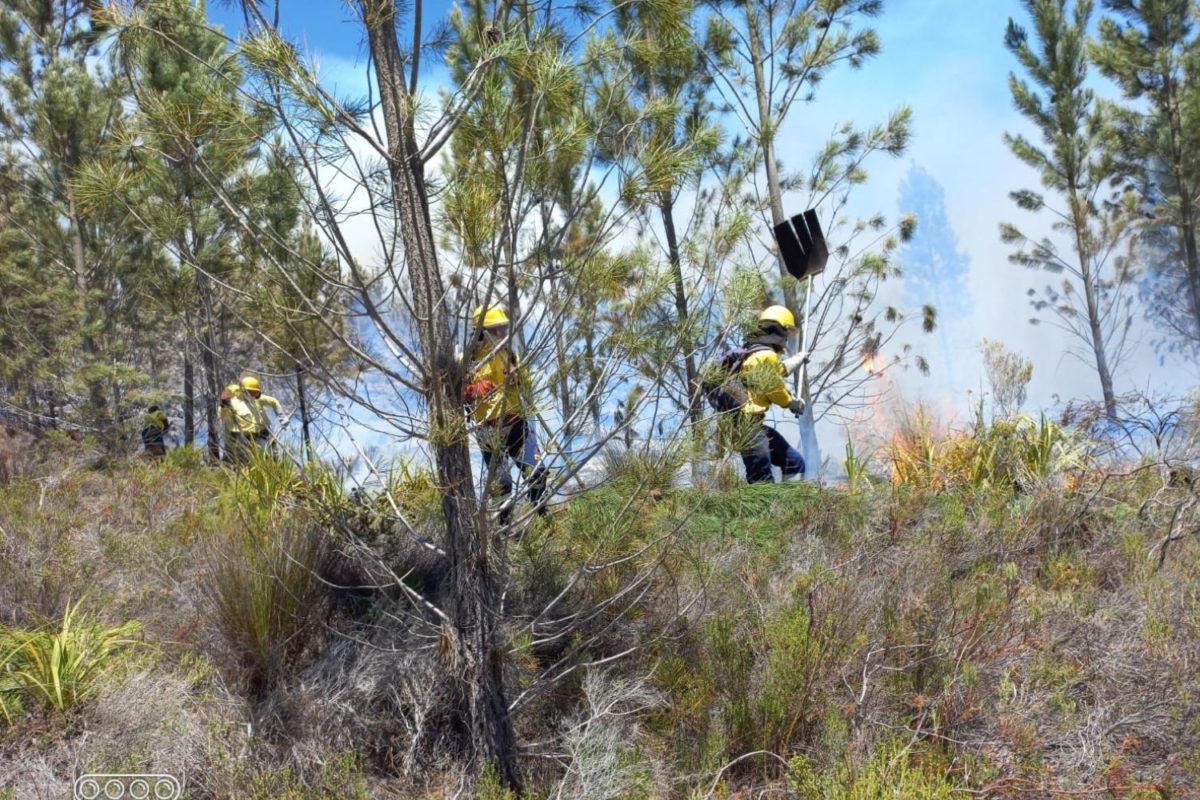 Crew of 75 firefighters contain Signal Hill fire on Saturday | The Citizen