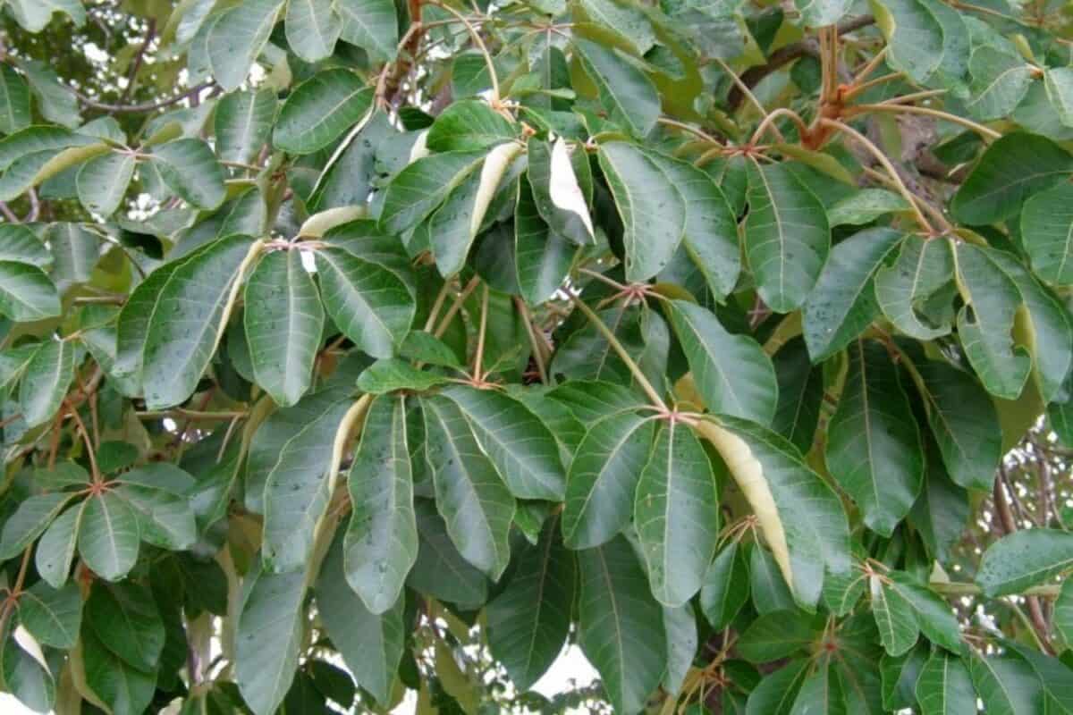 Four trees species added to the list of protected trees in SA