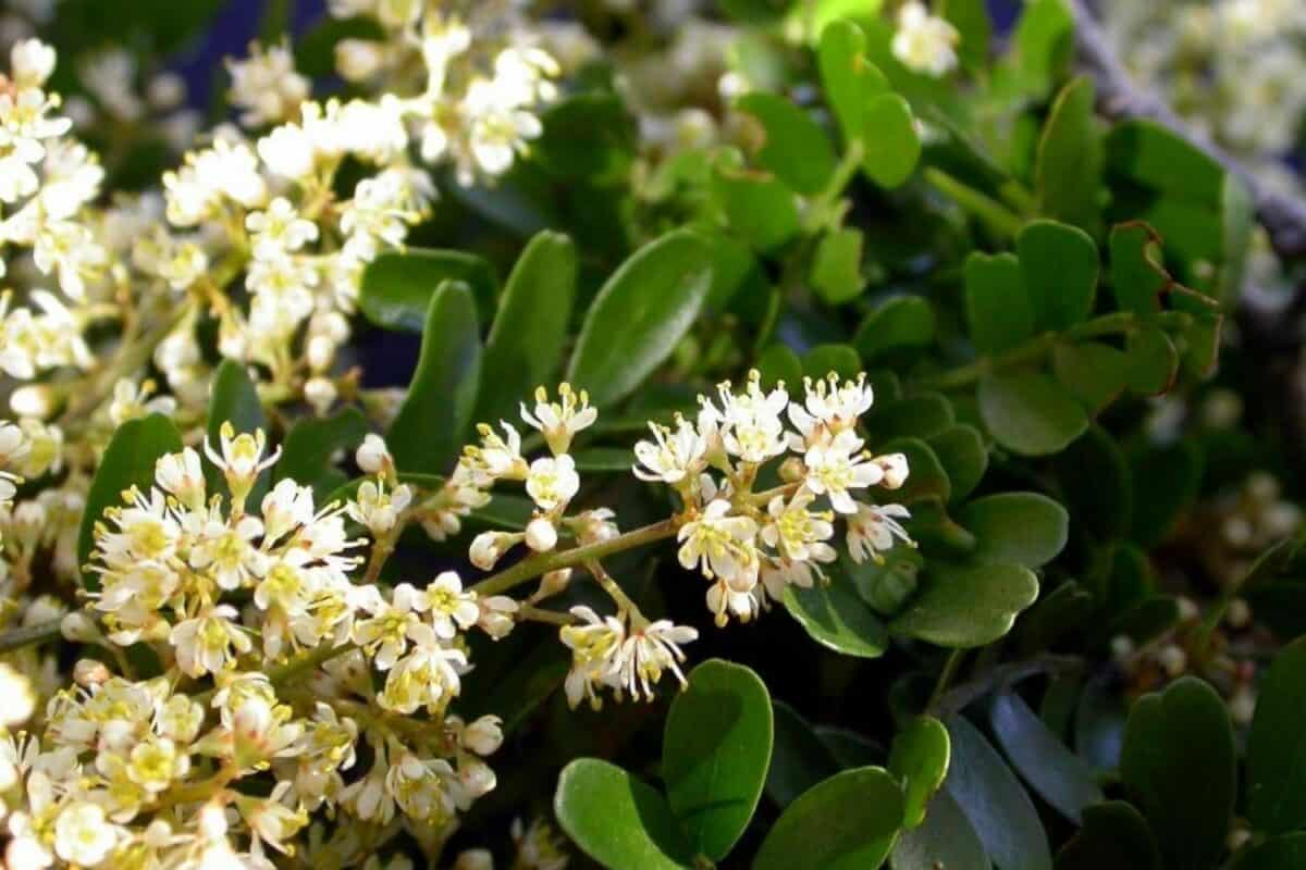 Four trees species added to the list of protected trees in SA