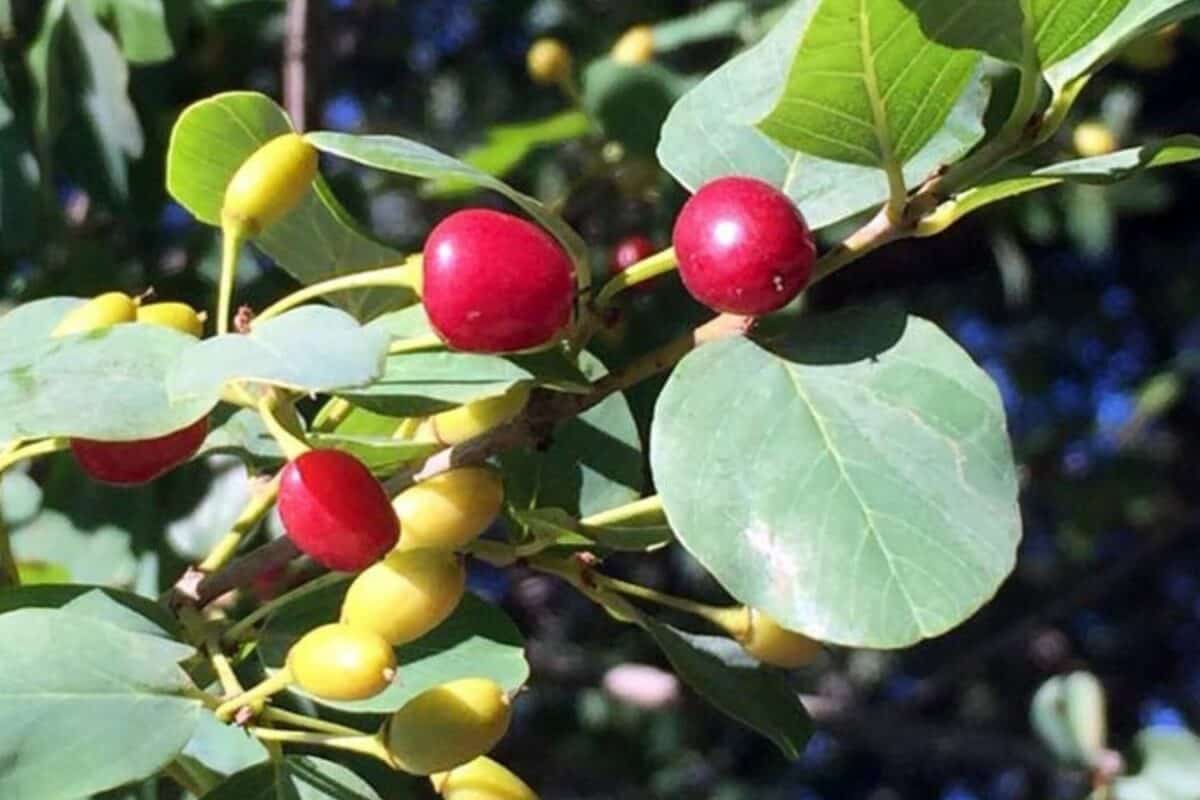 Four trees species added to the list of protected trees in SA