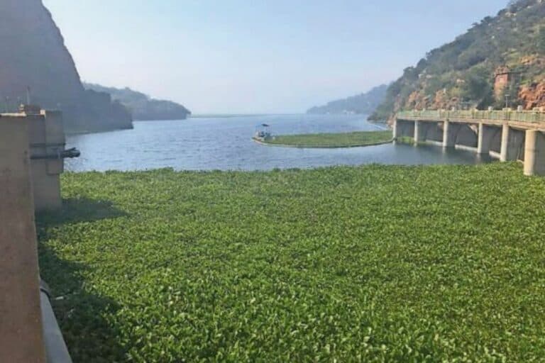Recent Harties hyacinth explosion blamed on heavy rains