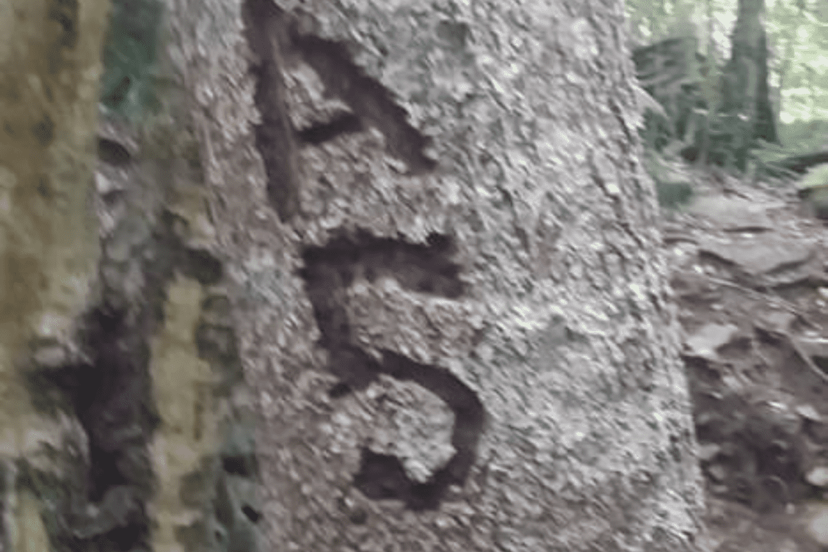 Boredom blamed as endangered trees vandalised in Cape Town