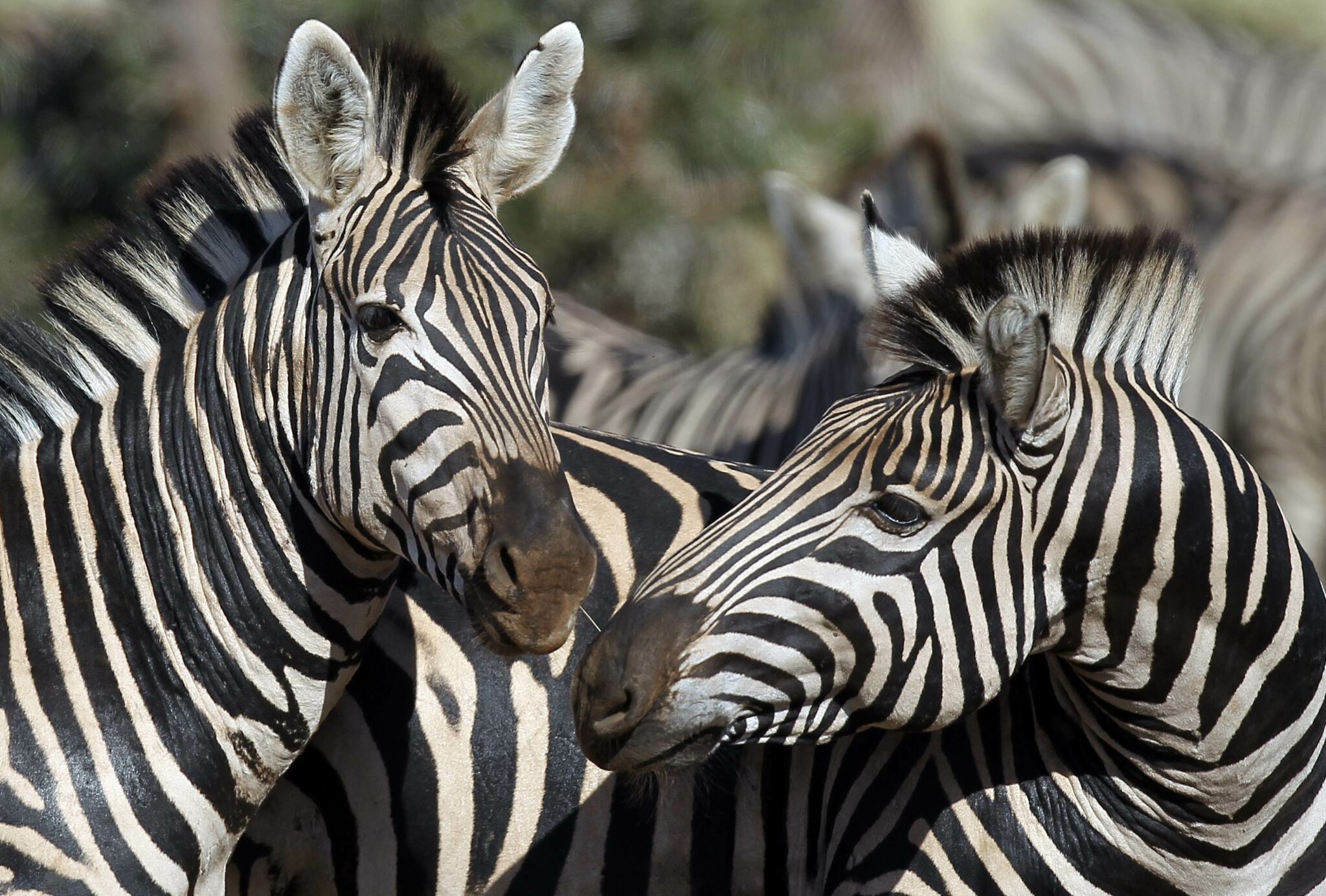 Watch: Zebra Fight for Mating Rights