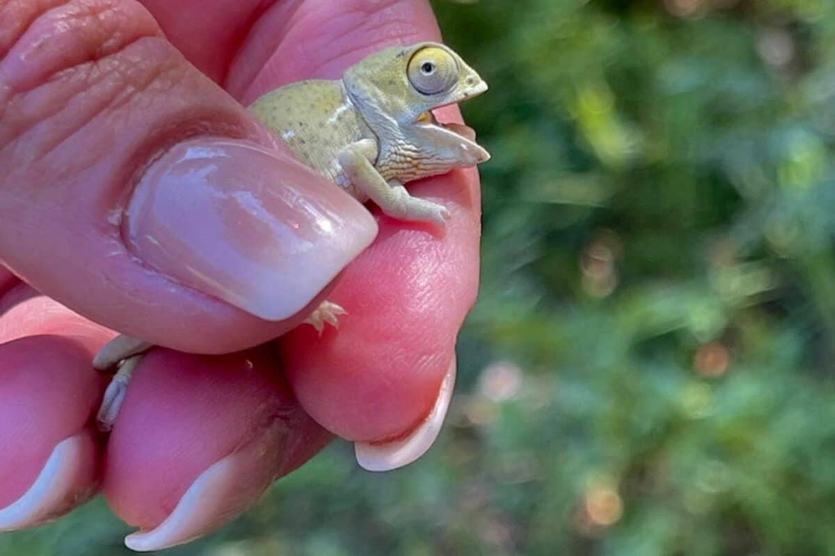 PICS: Chameleon hatchlings delivered via c-section released into the wild