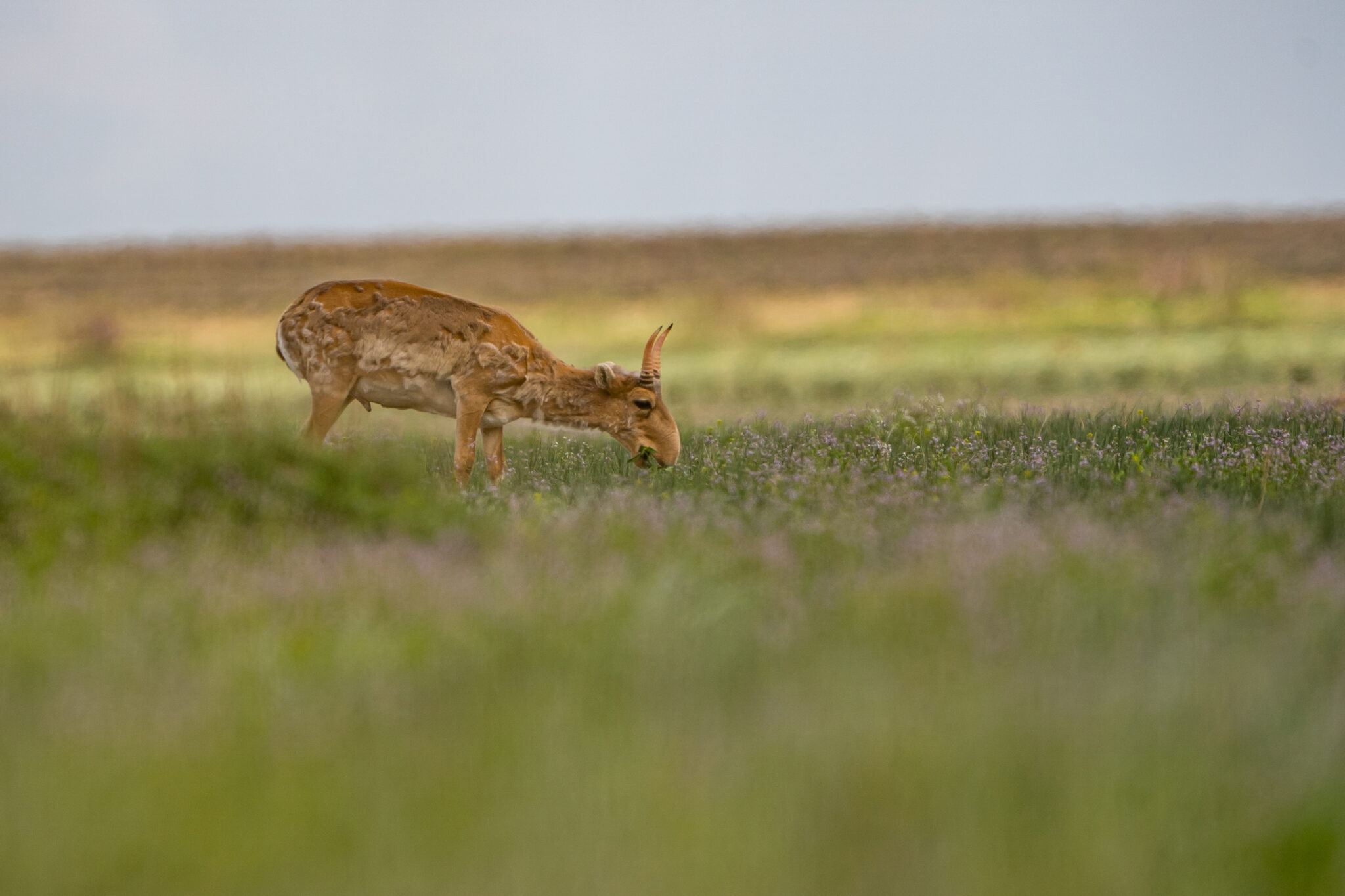 Rare saiga antelope population now over a million in Kazakhstan