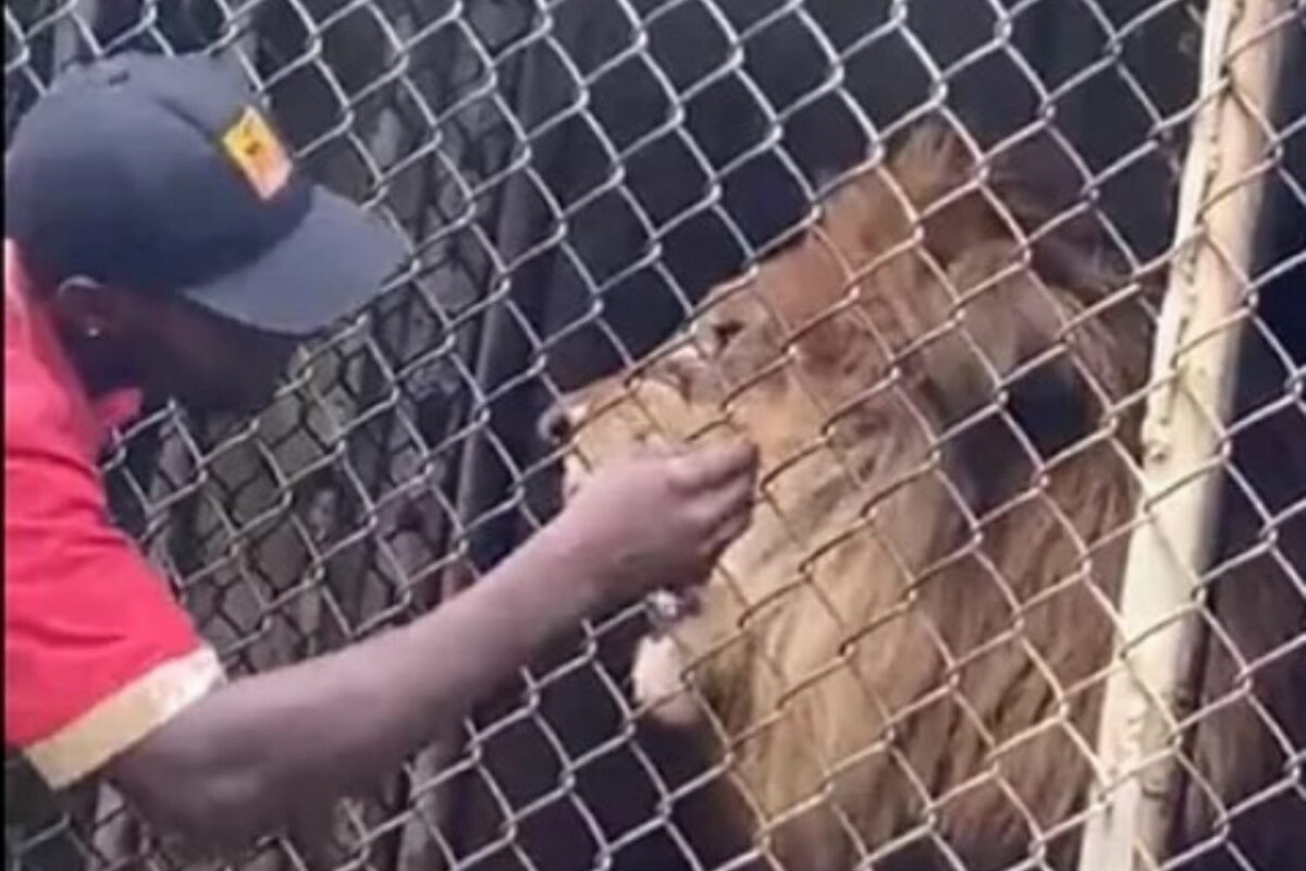 WATCH: Gatvol lion at Jamaica Zoo bites off man's finger
