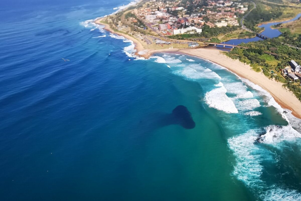 Everything you need to know about the Sardine Run