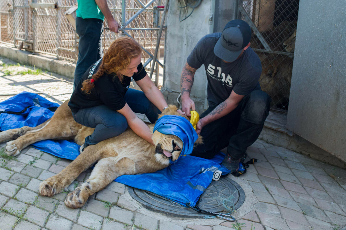 SA animal group, British army save nine lions from Ukraine zoo