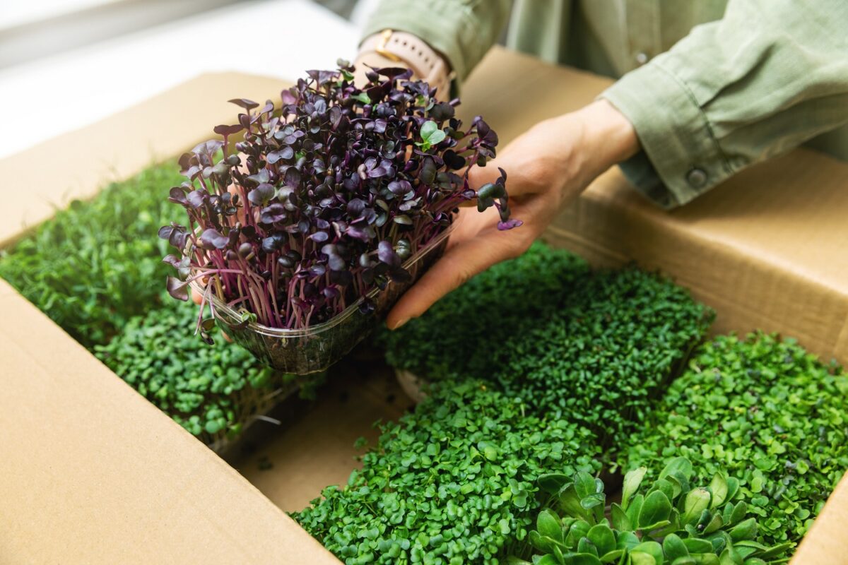 Four reasons microgreens are an all-rounder and great for winter