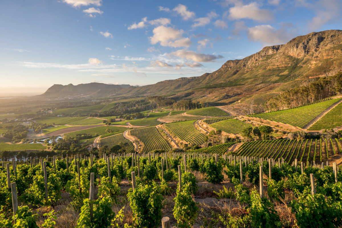 'Drinking in moderation' with Constantia Wine Route