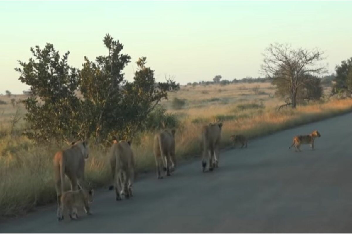 WATCH: SANParks employee condemned after almost hitting lions with car