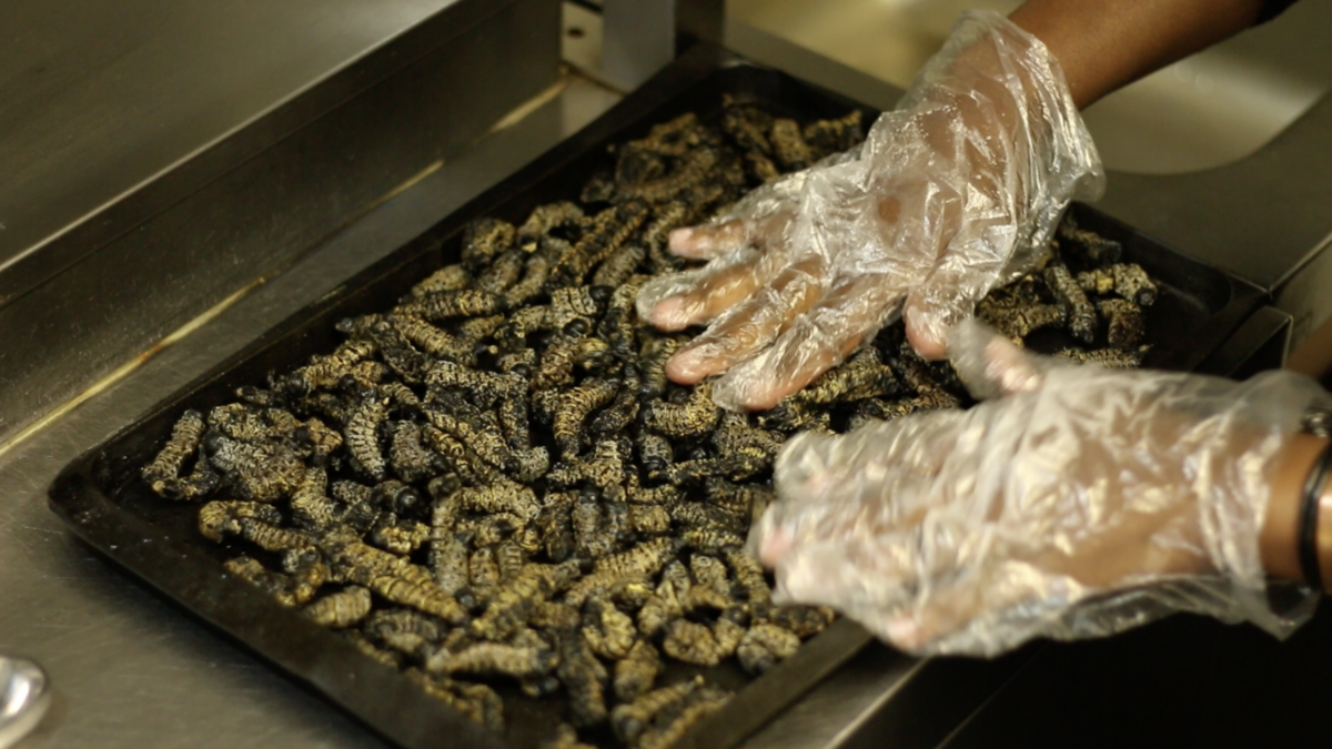 WATCH: 'Just try it' - mopani worms a cheap and healthy form of protein